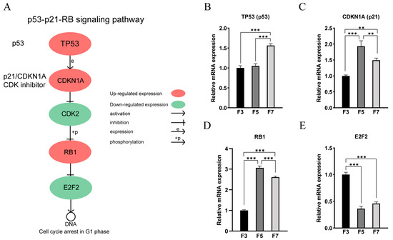 Integrated ATAC-seq and RNA-seq Analysis of In Vitro Cultured Skeletal ...