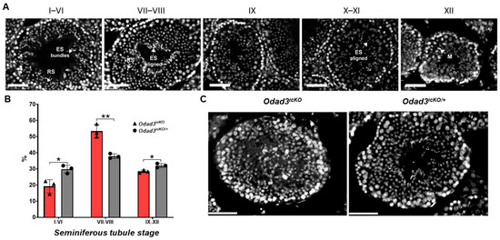 The Odad3 Gene Is Necessary for Spermatozoa Development and Male ...