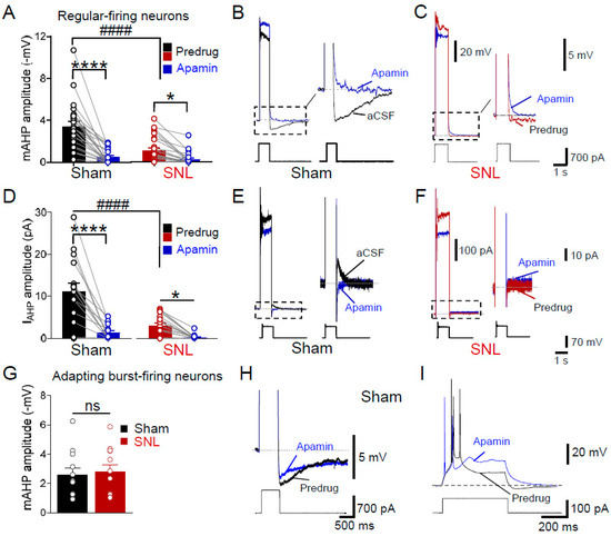 Dysfunction of Small-Conductance Ca2+-Activated Potassium (SK) Channels ...