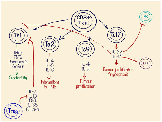 Tumour Microenvironment: The General Principles of Pathogenesis and ...