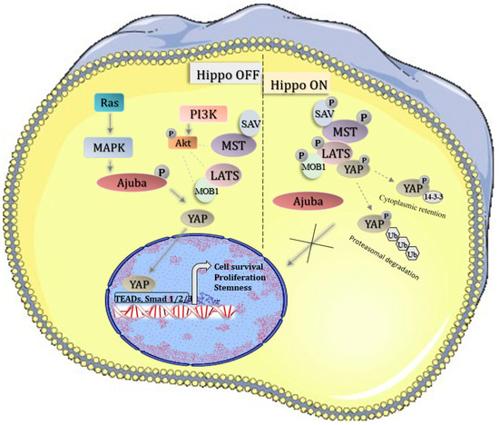 Targeting the Hippo Pathway in Cutaneous Melanoma