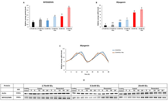 Cells | Free Full-Text | Resveratrol Induces Myotube Development by ...