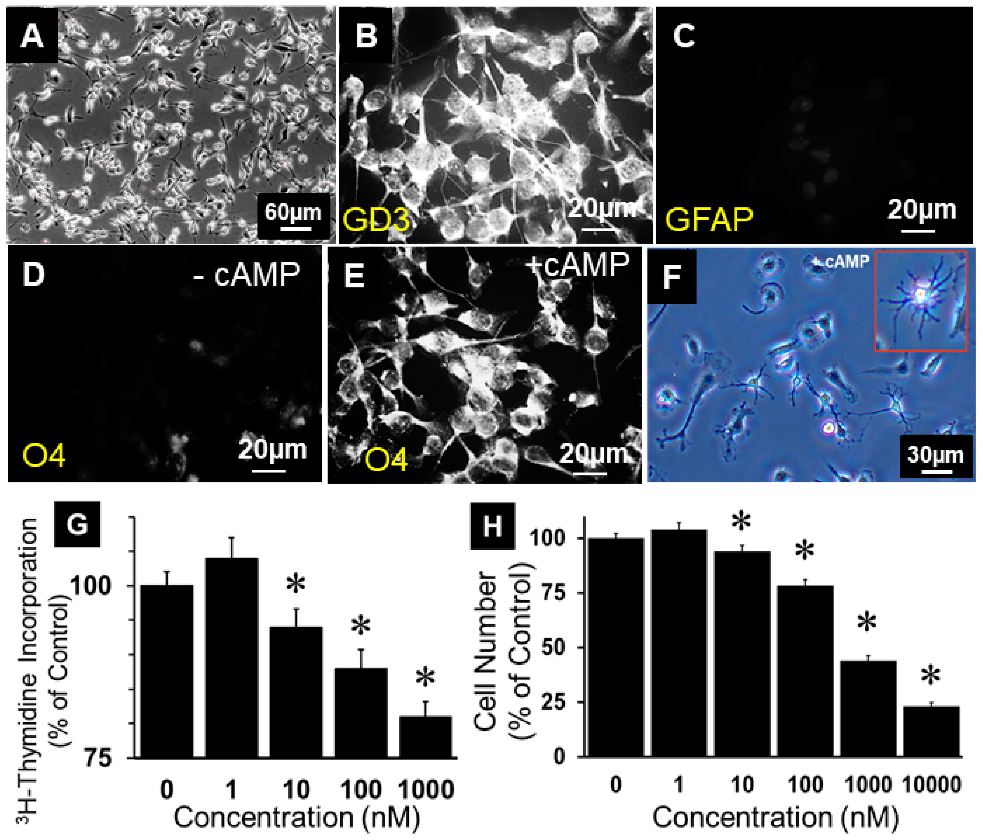 2-Methoxyestradiol, an Endogenous 17β-Estradiol Metabolite, Induces ...