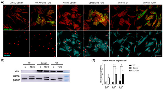 The Role of Vimentin in Human Corneal Fibroblast Spreading and ...