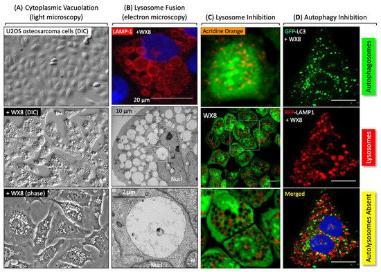 Selective Termination of Autophagy-Dependent Cancers