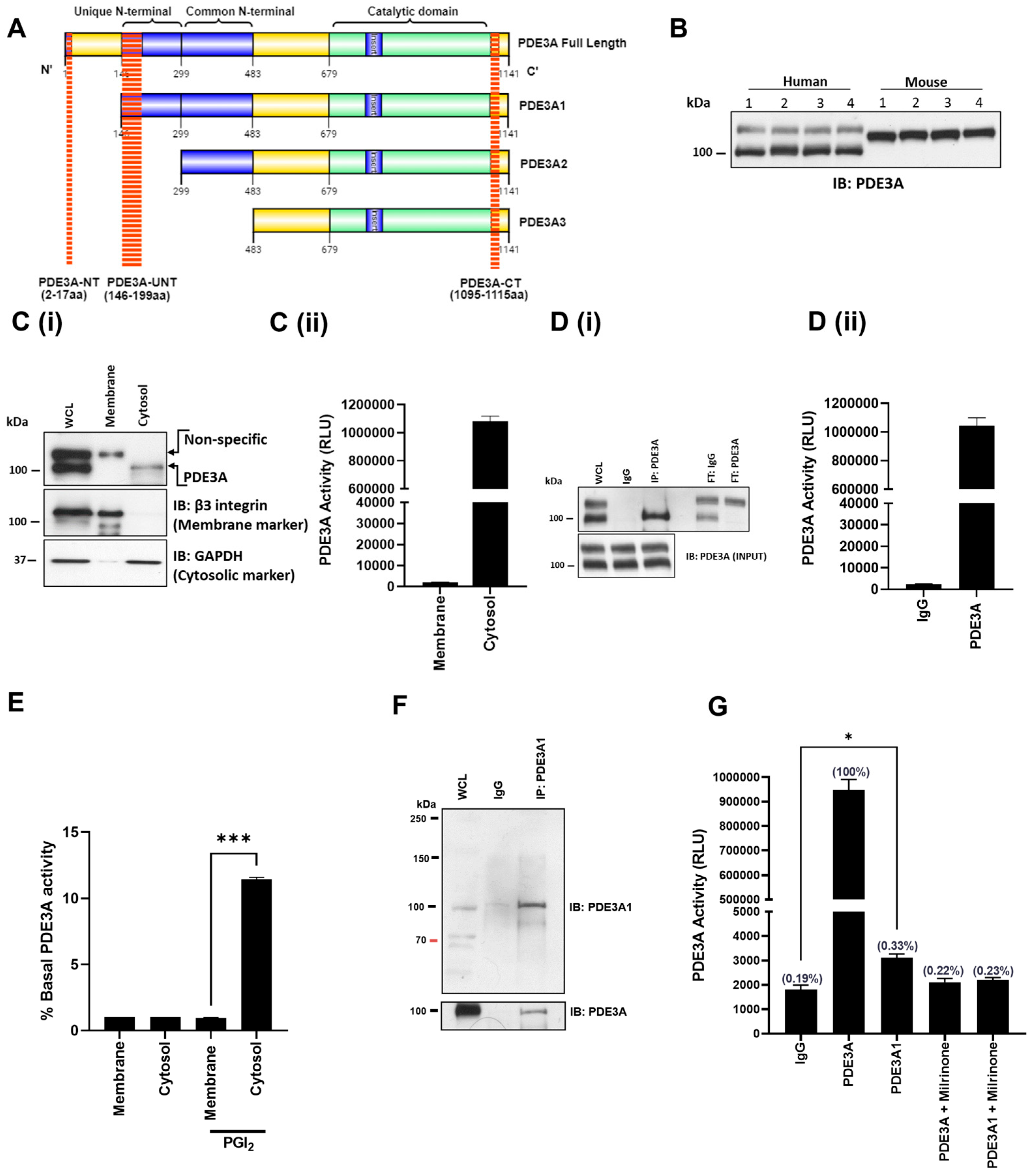 Protein Kinase A Regulates Platelet Phosphodiesterase 3A through an A ...