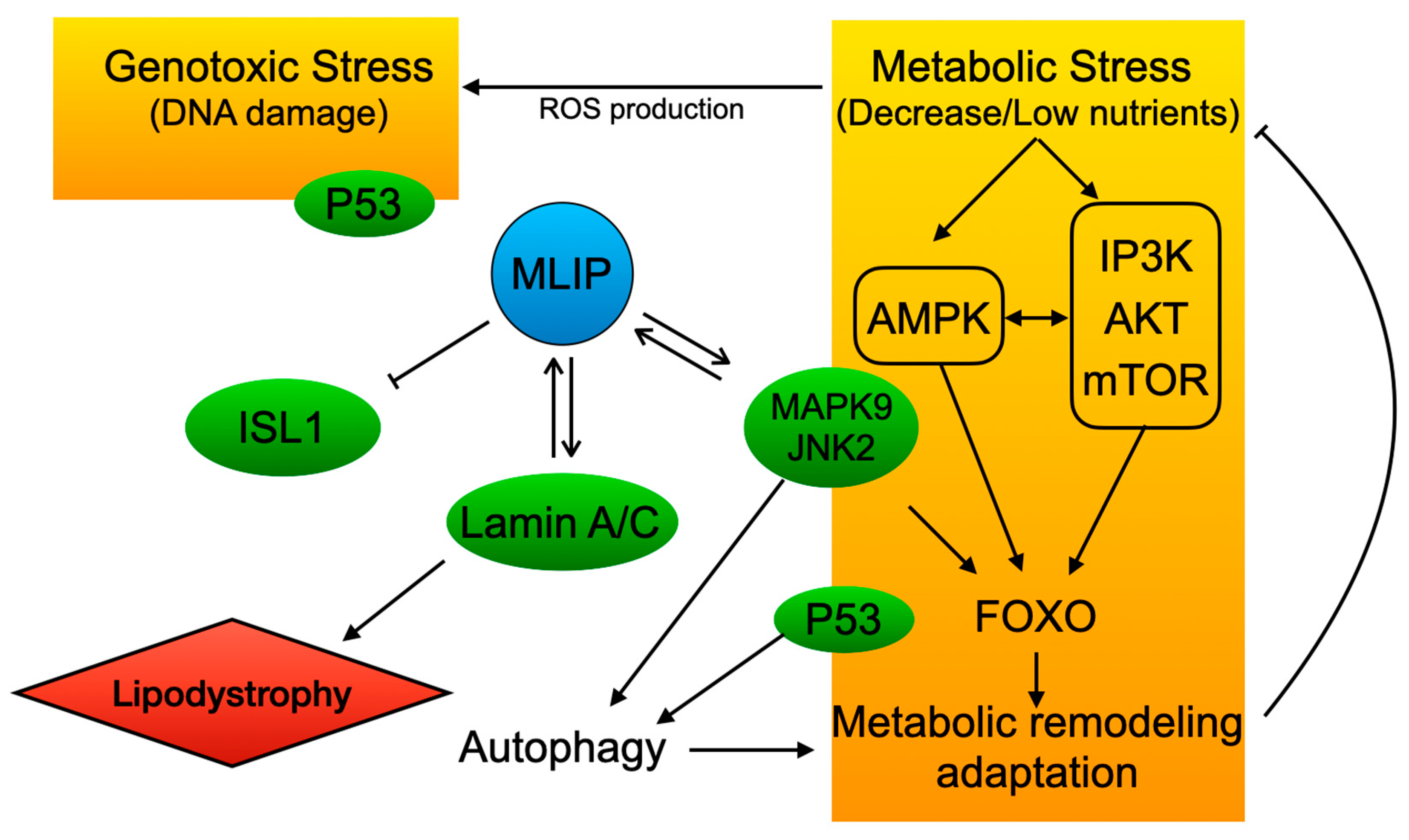 MLIP and Its Potential Influence on Key Oncogenic Pathways