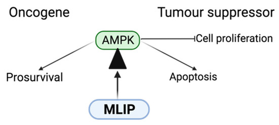 MLIP and Its Potential Influence on Key Oncogenic Pathways