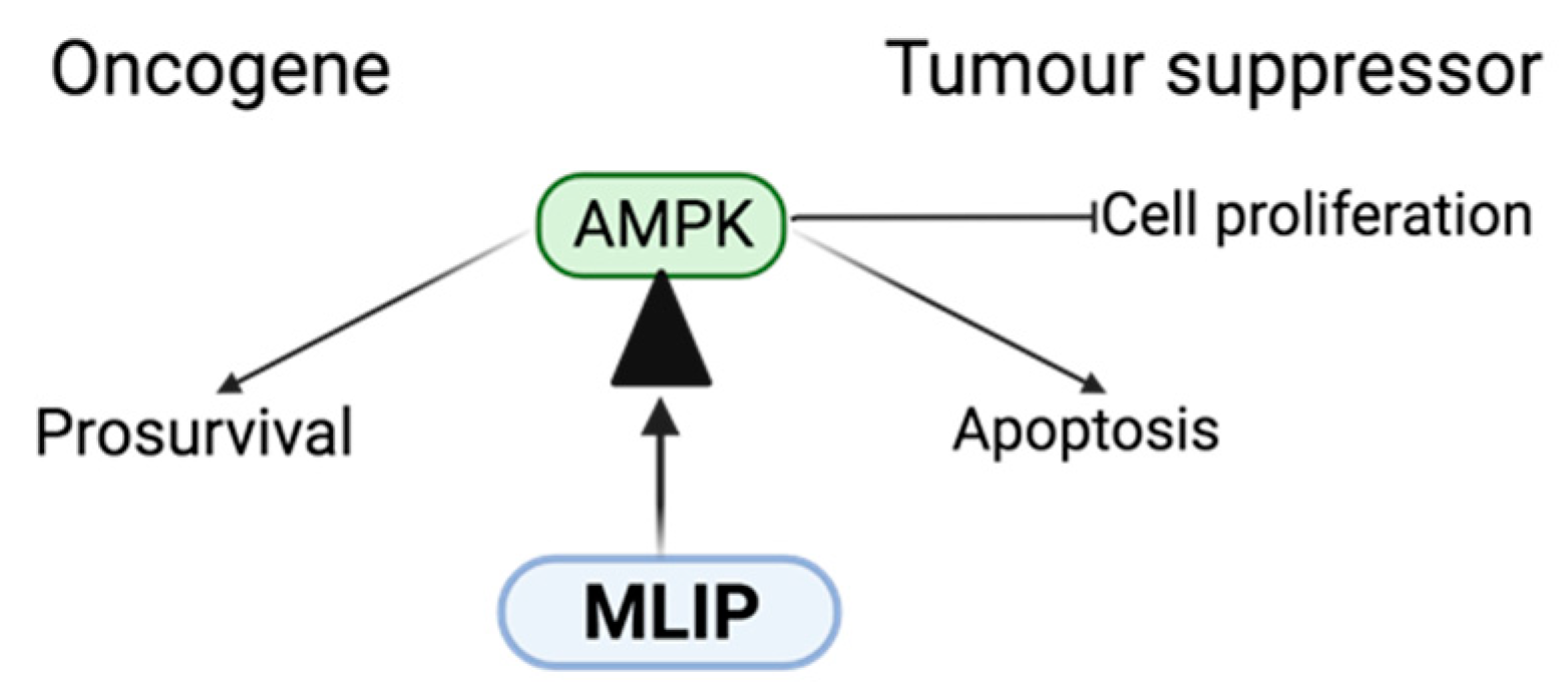 MLIP and Its Potential Influence on Key Oncogenic Pathways