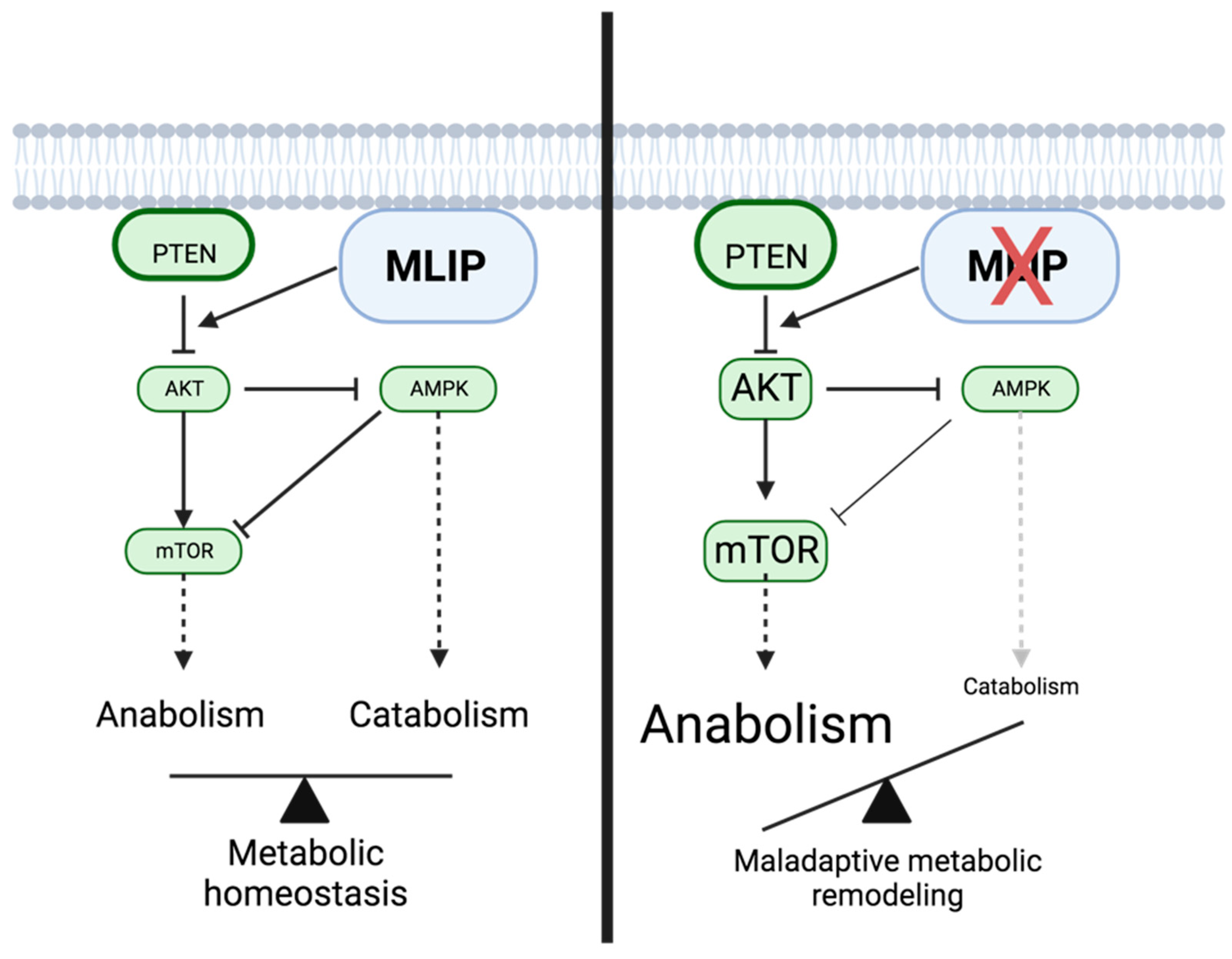 MLIP and Its Potential Influence on Key Oncogenic Pathways