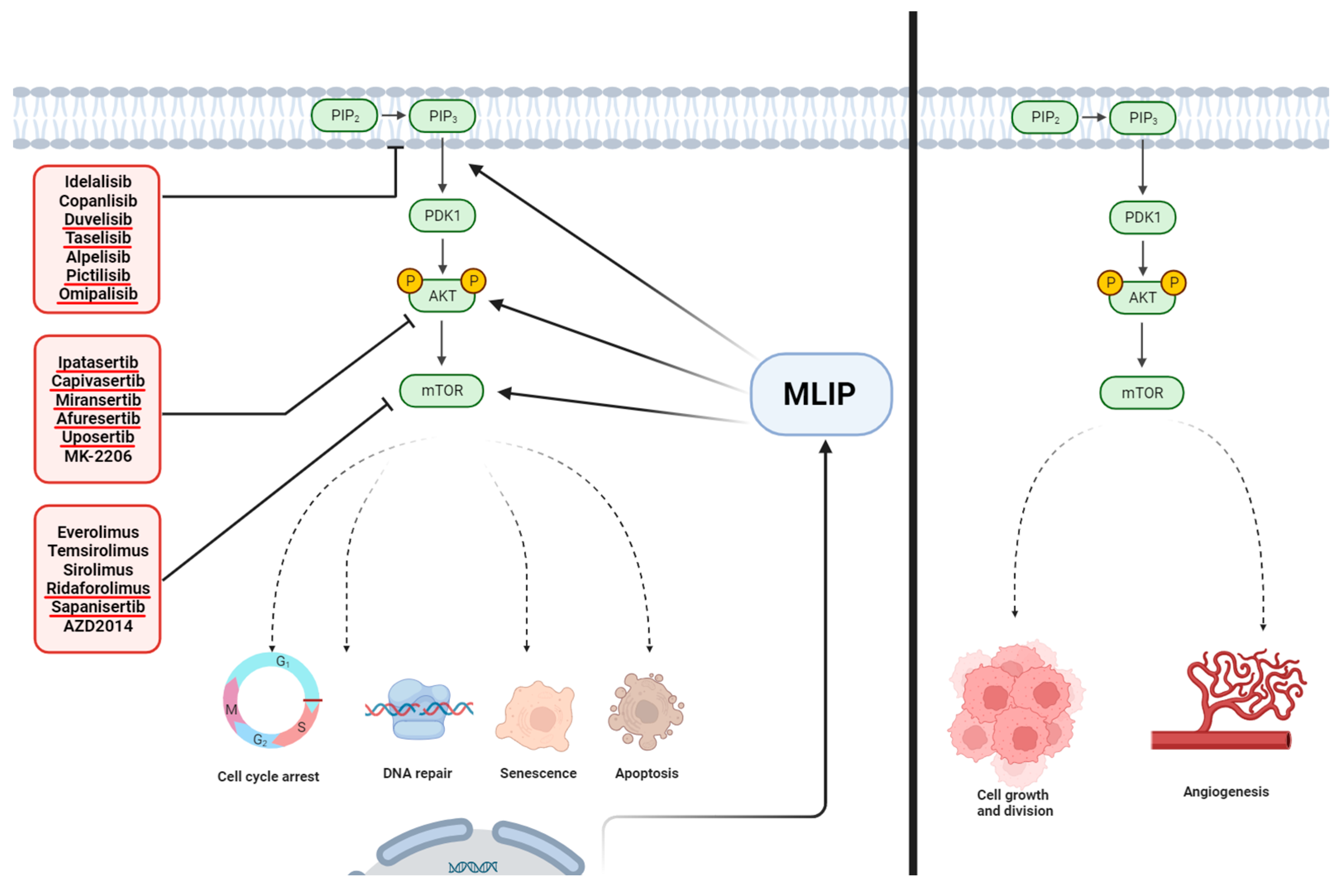 MLIP and Its Potential Influence on Key Oncogenic Pathways