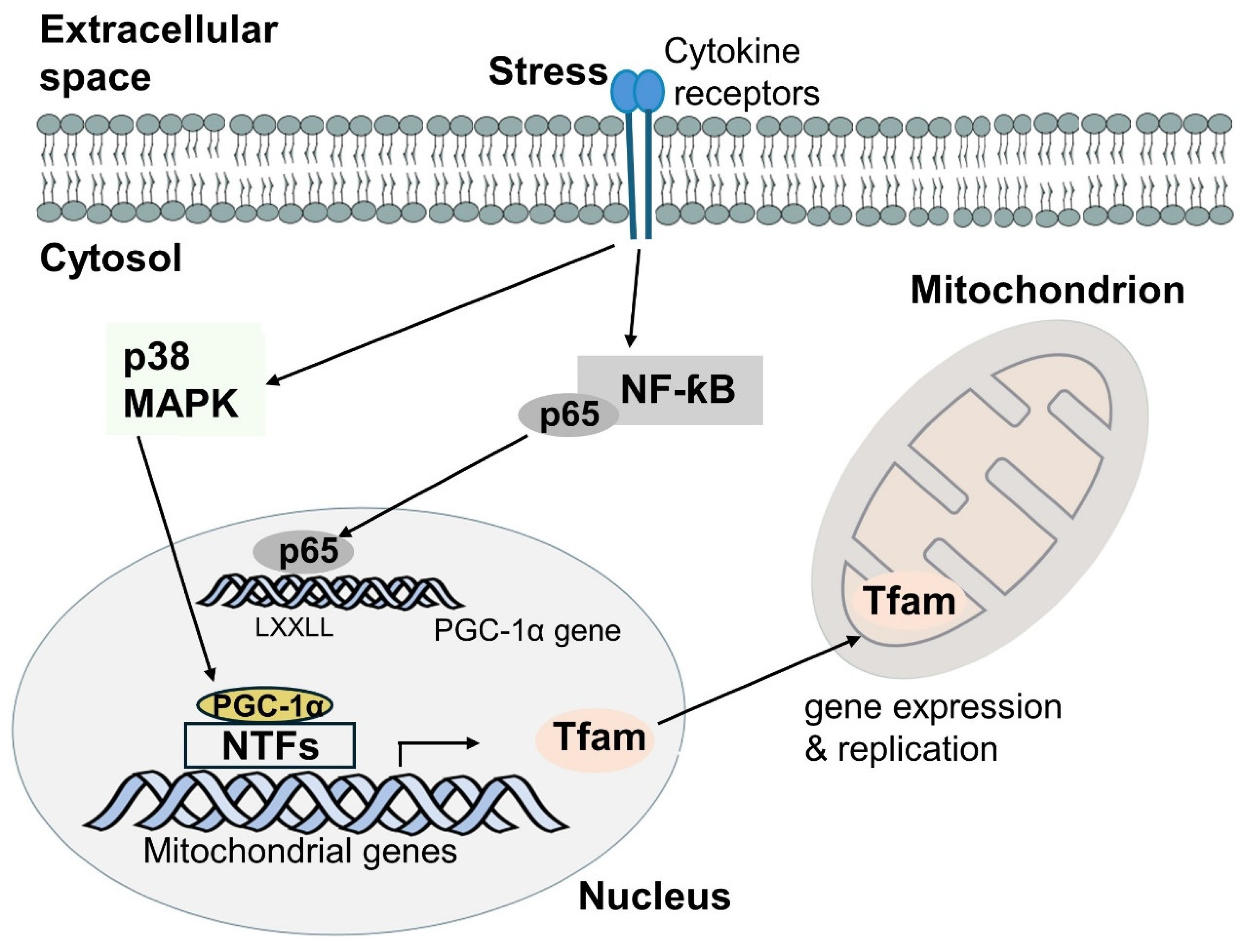 The Role of PGC-1α in Aging Skin Barrier Function