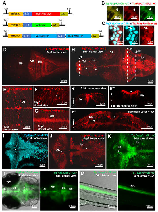 In Vivo Monitoring of Fabp7 Expression in Transgenic Zebrafish
