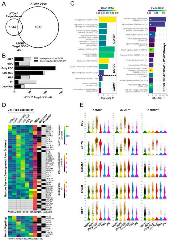 Identification and Characterization of ATOH7-Regulated Target Genes and ...