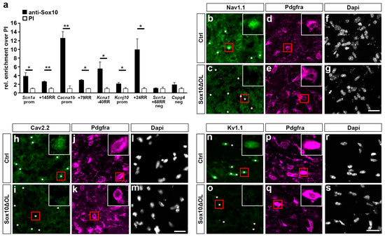 Voltage-Gated Ion Channels Are Transcriptional Targets of Sox10 during ...