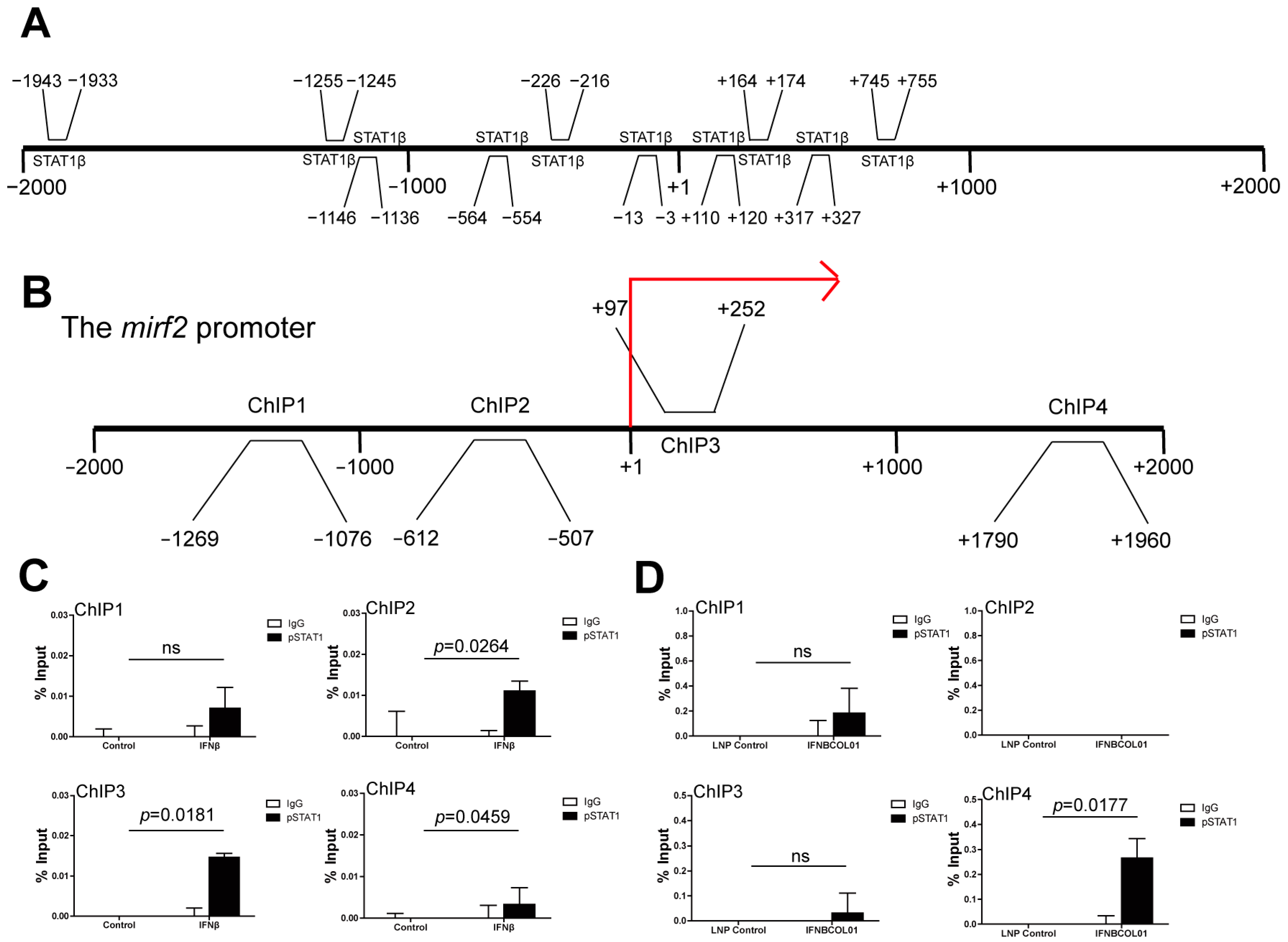 Type I Interferon Activates PD-1 Expression through Activation of the ...