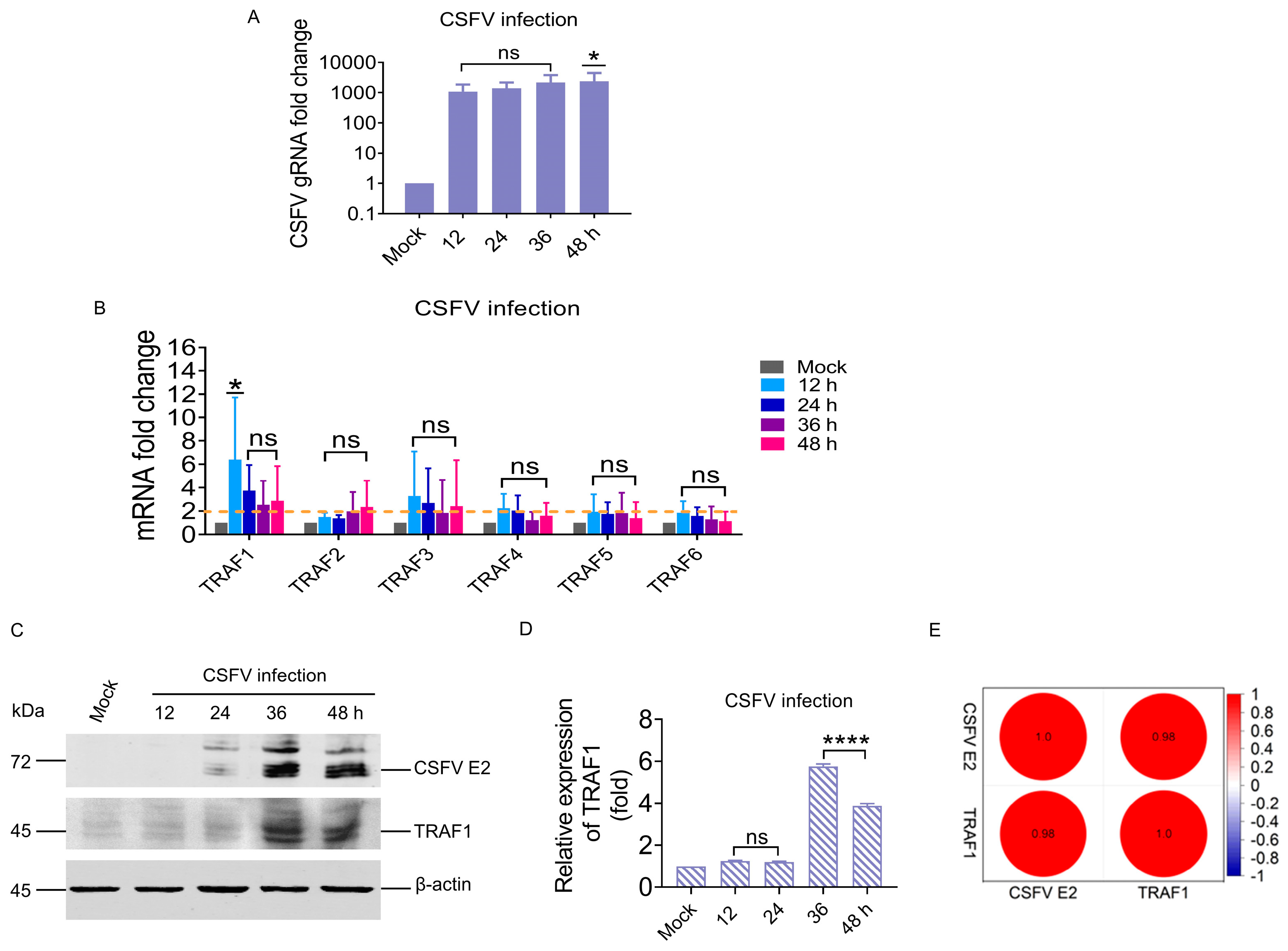 Uncovering the Interaction between TRAF1 and MAVS in the RIG-I Pathway ...