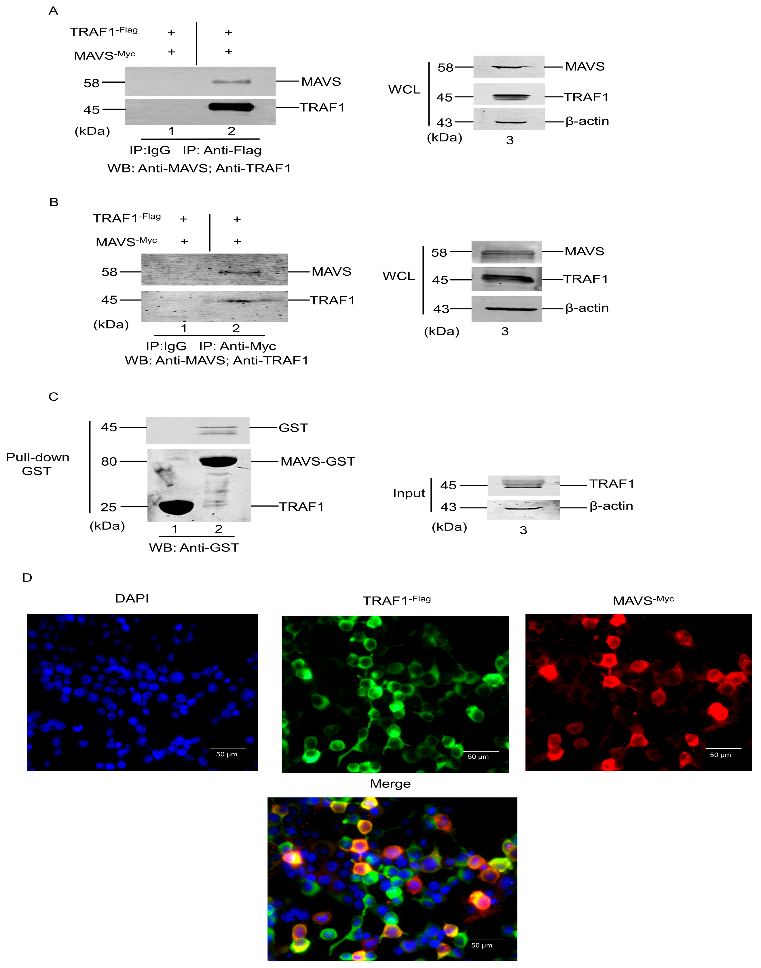 Uncovering the Interaction between TRAF1 and MAVS in the RIG-I Pathway ...