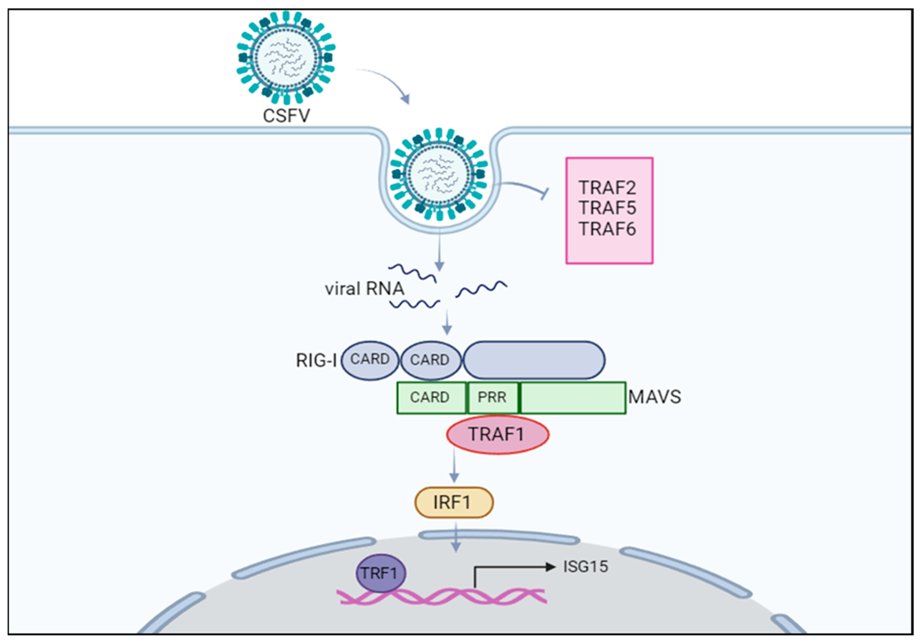 Uncovering the Interaction between TRAF1 and MAVS in the RIG-I Pathway to Enhance the ...
