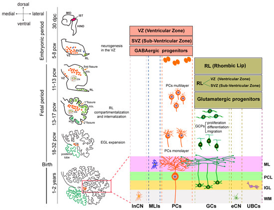Unravelling the Cerebellar Involvement in Autism Spectrum Disorders ...
