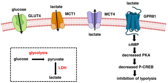The Multiple Roles of Lactate in the Skeletal Muscle