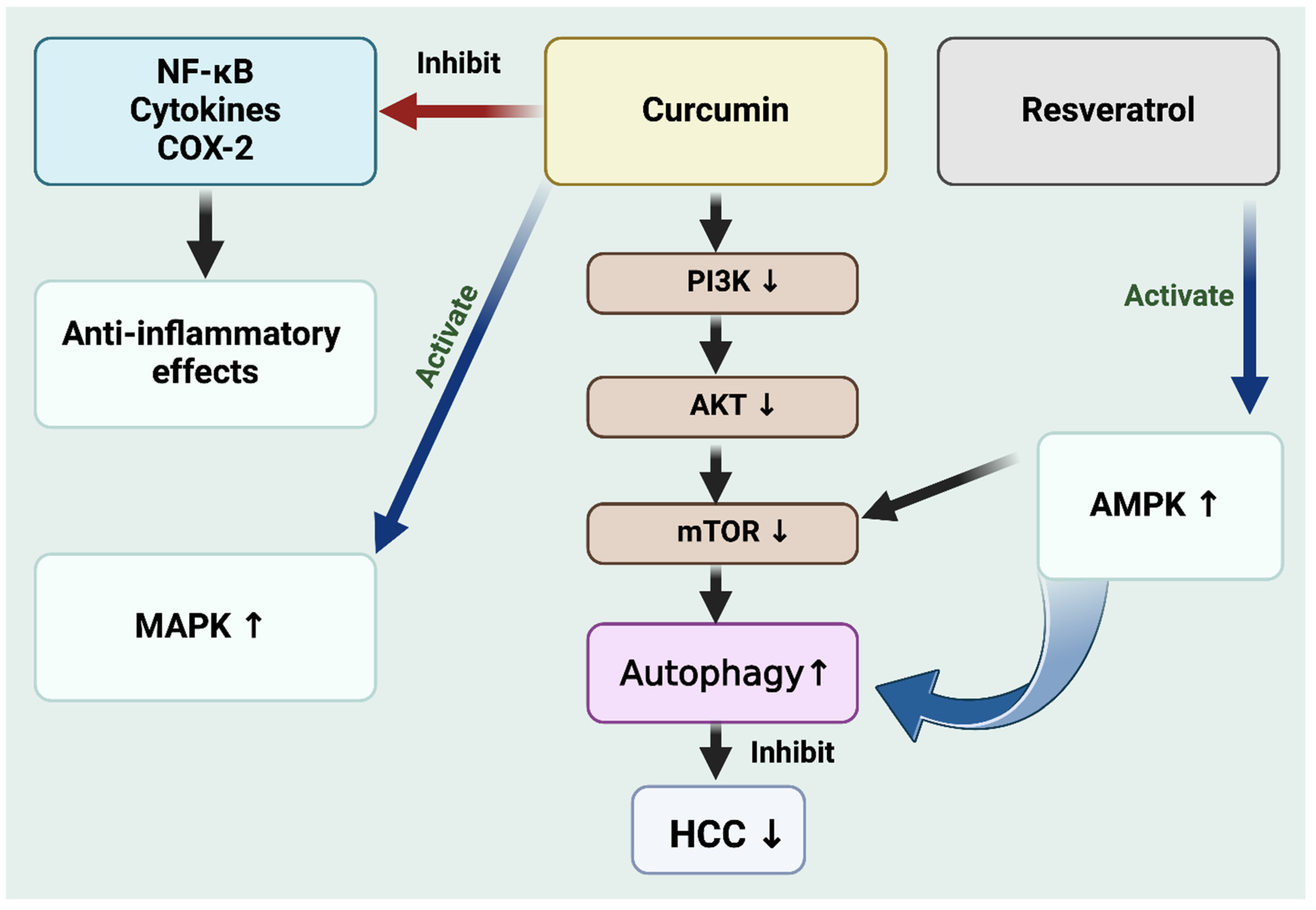 Advancements in Utilizing Natural Compounds for Modulating Autophagy in ...