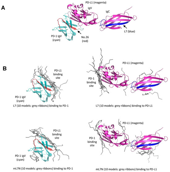 Cells | Free Full-Text | Peptide Blockers of PD-1-PD-L1 Interaction ...