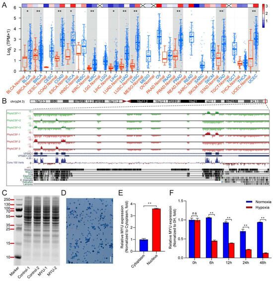 Unveiling the Regulatory Role of LncRNA MYU in Hypoxia-Induced ...