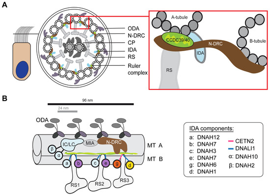 Primary Ciliary Dyskinesia Associated Disease-Causing Variants in ...