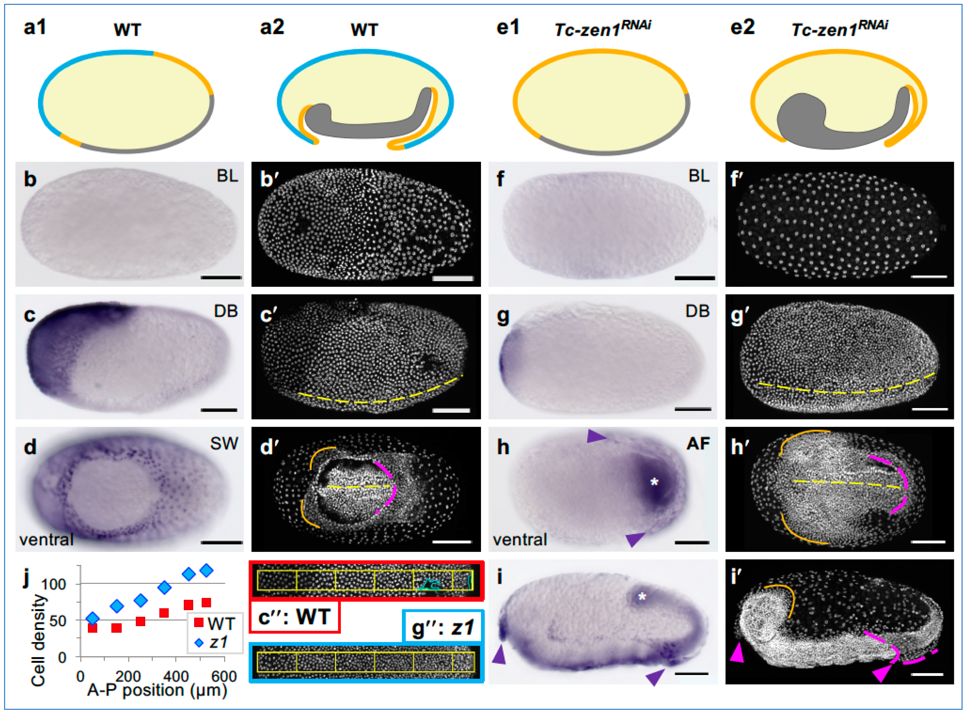 Cells | Free Full-Text | Tissue-Level Integration Overrides Gradations ...