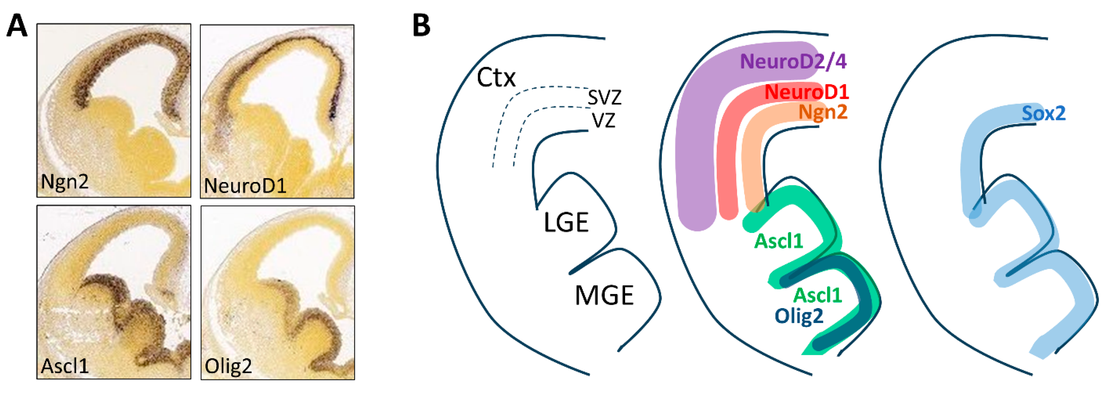 Controlling the Expression Level of the Neuronal Reprogramming Factors ...