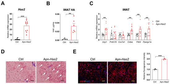 Hyaluronan Mediates Cold-Induced Adipose Tissue Beiging
