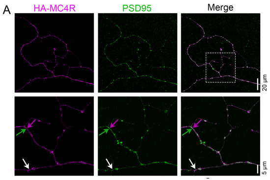 MC4R Localizes at Excitatory Postsynaptic and Peri-Postsynaptic Sites ...