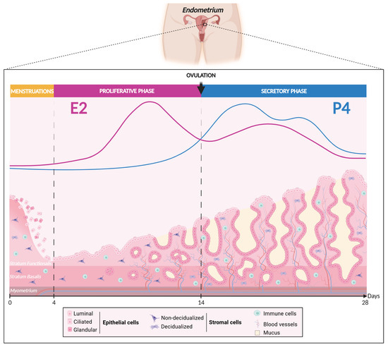 Unraveling the Dynamics of Estrogen and Progesterone Signaling in the ...