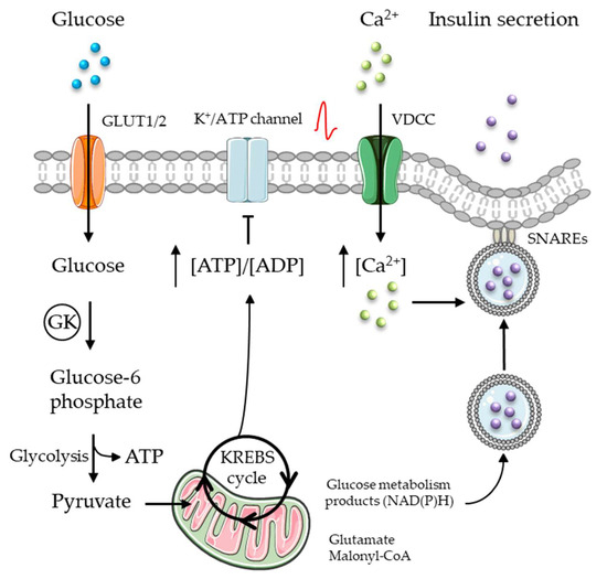 Receptors and Signaling Pathways Controlling Beta-Cell Function and ...