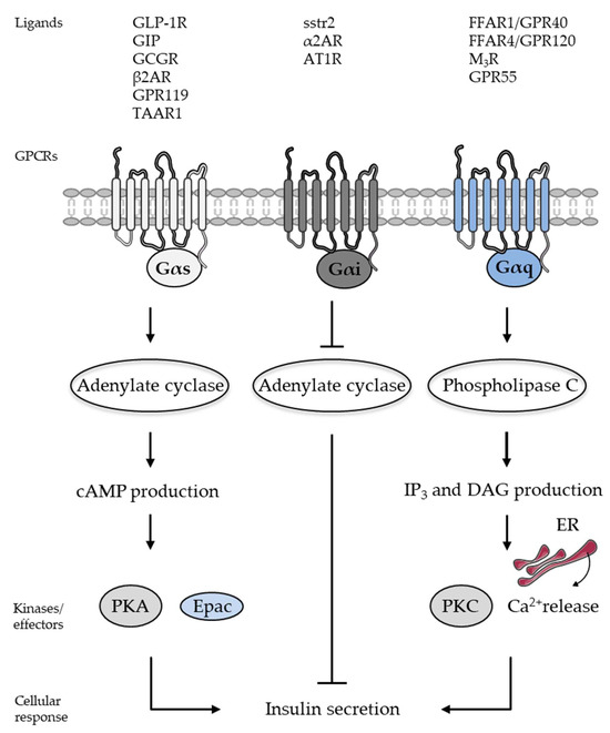 Receptors and Signaling Pathways Controlling Beta-Cell Function and ...