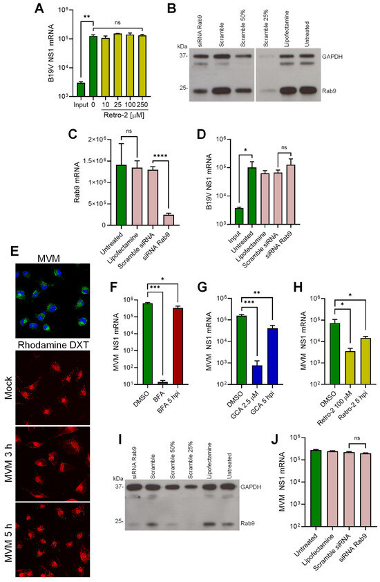 Globoside Is an Essential Intracellular Factor Required for Parvovirus ...