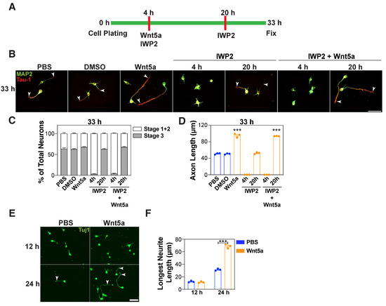 Wnt5a Promotes Axon Elongation in Coordination with the Wnt–Planar Cell ...