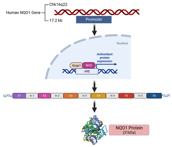 Human NQO1 as a Selective Target for Anticancer Therapeutics and Tumor ...