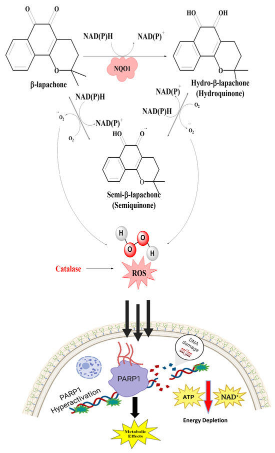 Human NQO1 as a Selective Target for Anticancer Therapeutics and Tumor ...