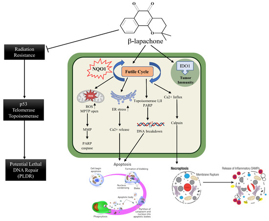 Human NQO1 as a Selective Target for Anticancer Therapeutics and Tumor ...