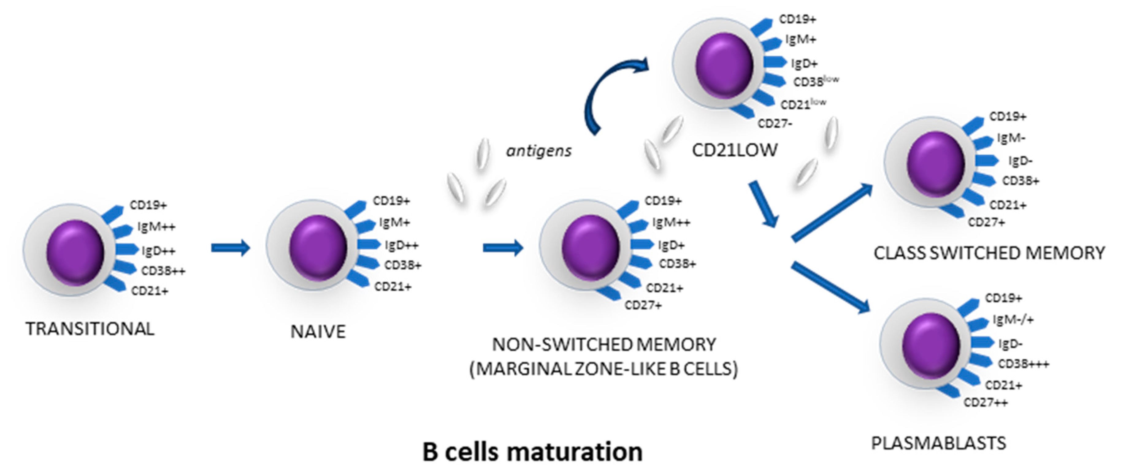 Imbalance of B-Cell Subpopulations in the Microenvironment of ...