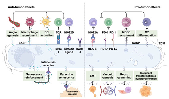 Cells | Free Full-Text | Therapy-Induced Cellular Senescence: Potentiating Tumor Elimination or ...