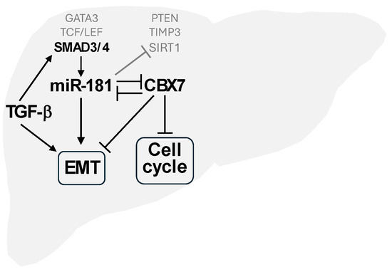 The Role of the MiR-181 Family in Hepatocellular Carcinoma