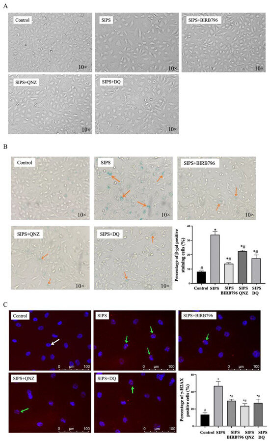 Senolytics and Senomorphics Targeting p38MAPK/NF-κB Pathway Protect ...