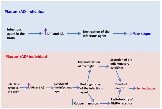 Cells | Free Full-Text | Sequence of Molecular Events in the ...