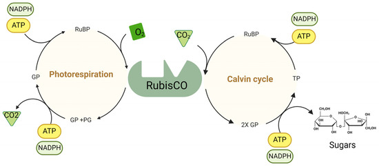 Enhancing Photosynthesis and Plant Productivity through Genetic ...