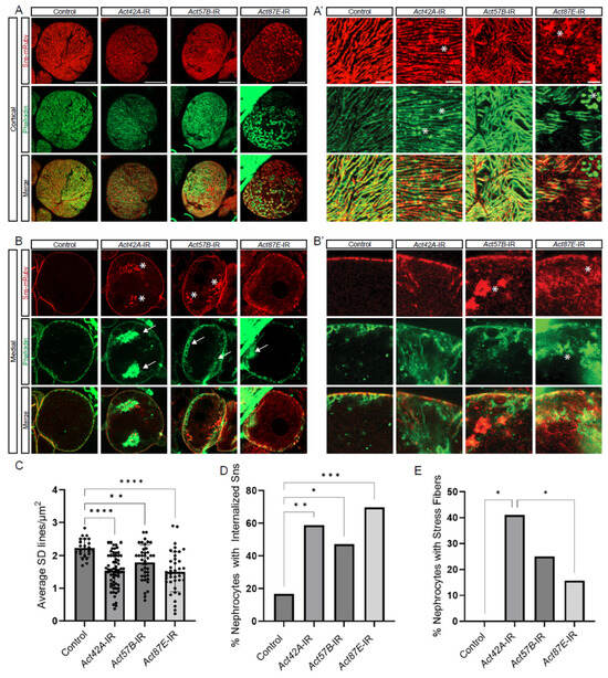 Actin Cytoskeleton and Integrin Components Are Interdependent for Slit ...
