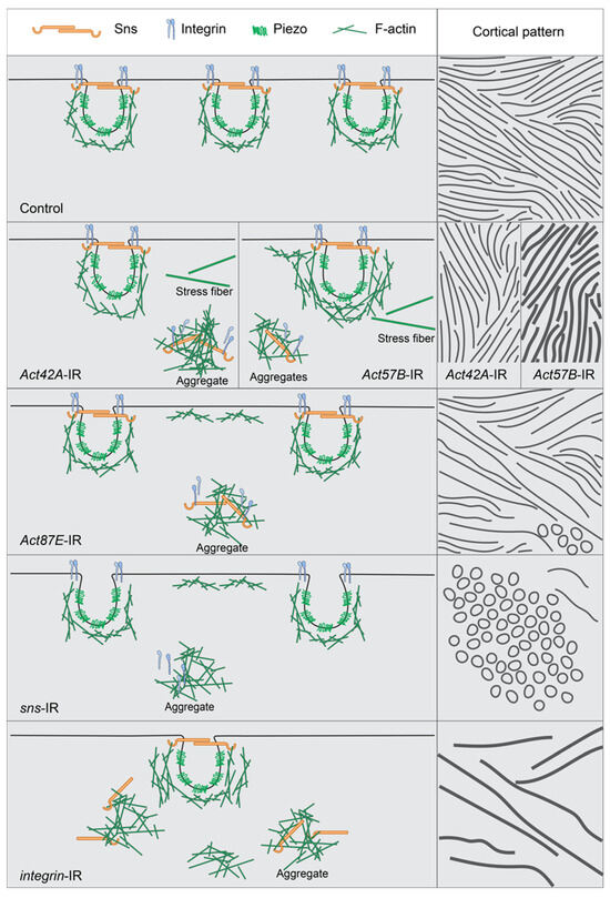 Actin Cytoskeleton and Integrin Components Are Interdependent for Slit ...