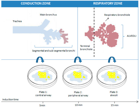 Breath and Sputum Analyses in Asthmatic Patients: An Overview